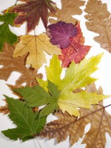 How to Press and Preserve Fall Leaves - Hop-A-Long Studio