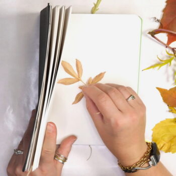 How to Press and Preserve Fall Leaves - Hop-A-Long Studio